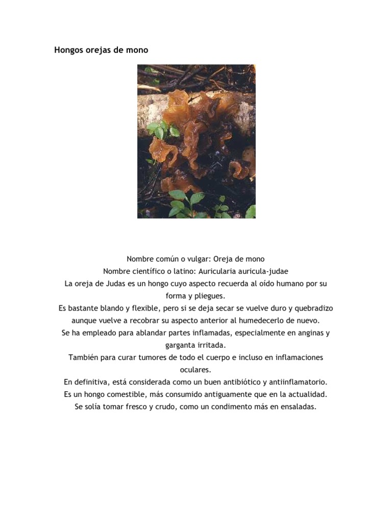 Hongos Orejas de Mono | PDF