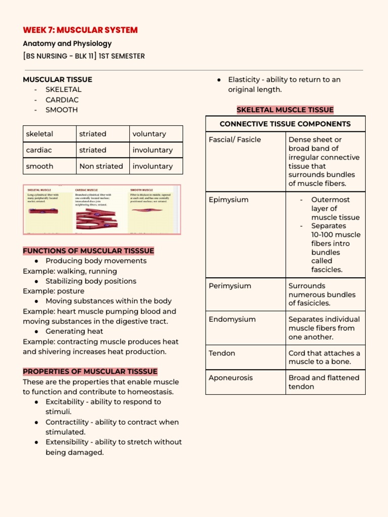 Anaphy Muscular System Notes | PDF | Skeletal Muscle | Muscle Contraction