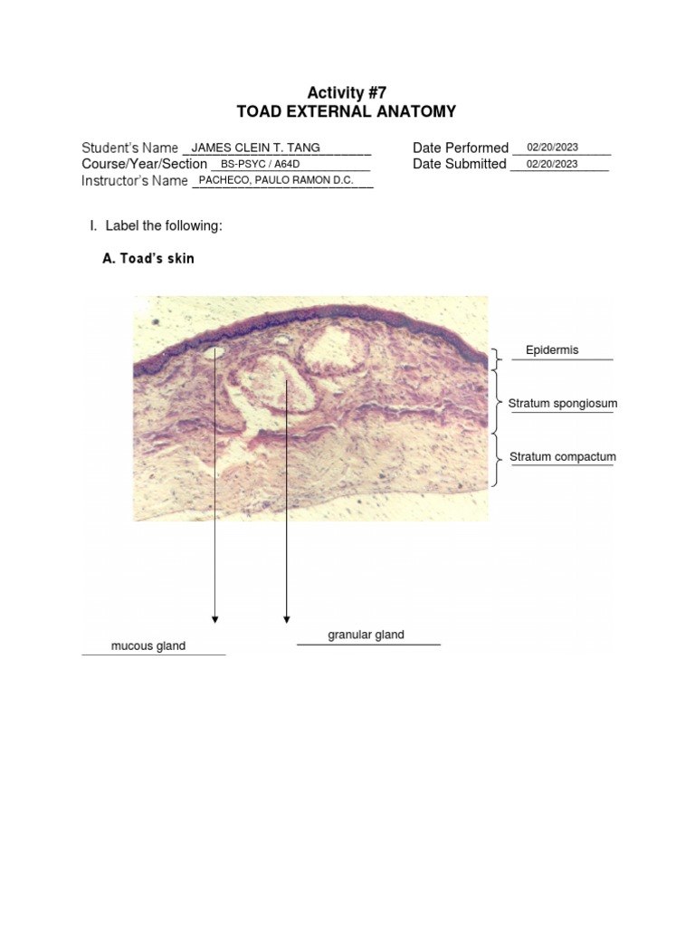 Act07 Toad External Anatomy Exercise | PDF | Frog | Skin