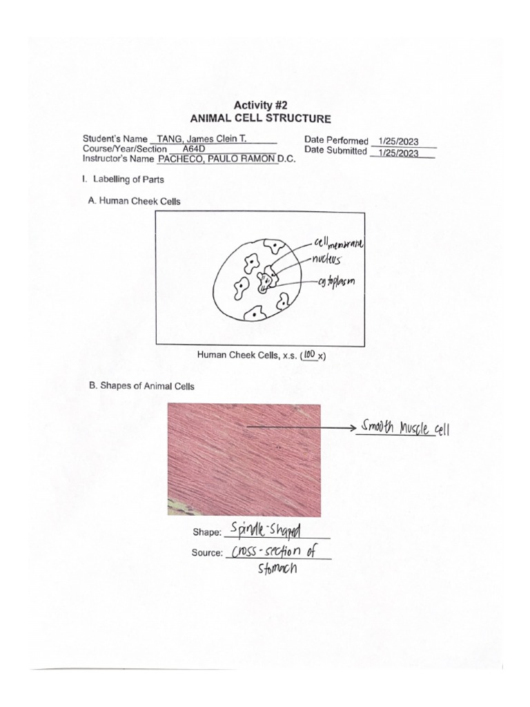 Laboratory Exercise 2 Animal Cell Structure | PDF