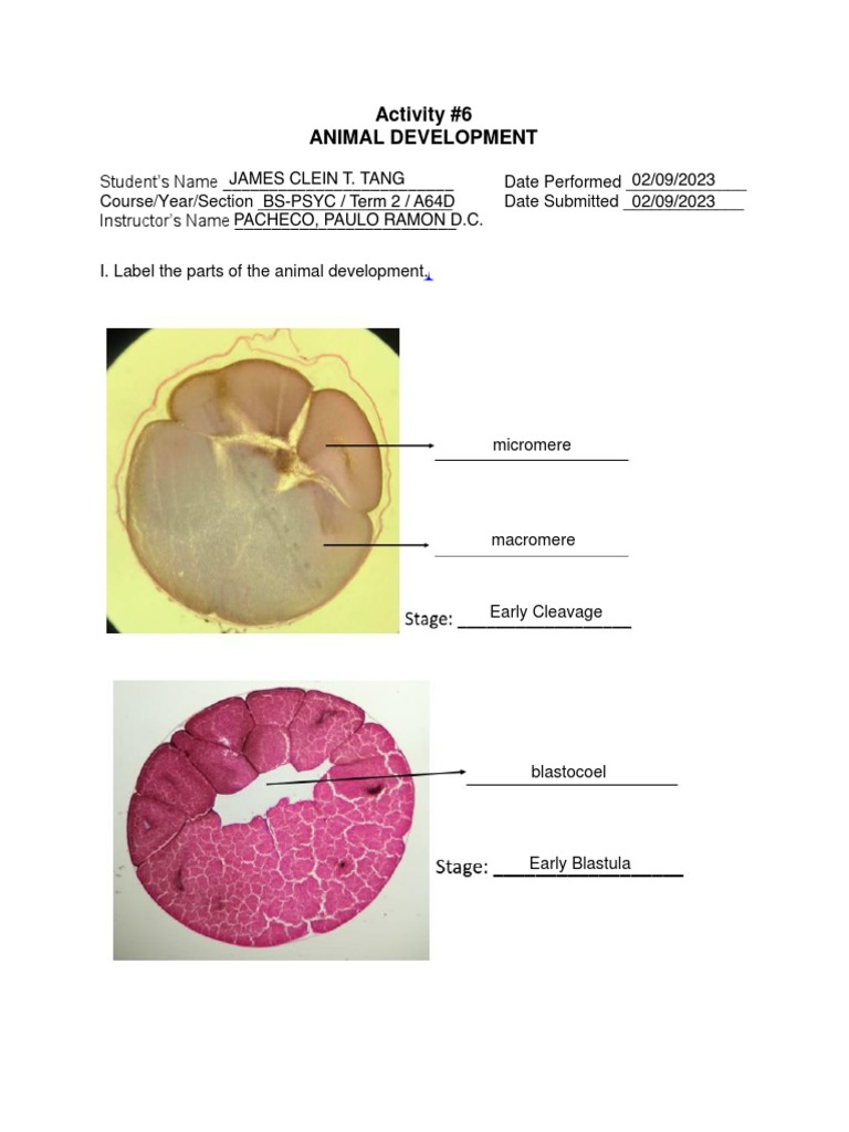 Frog Embryonic Development Overview | PDF | Embryo | Anatomy