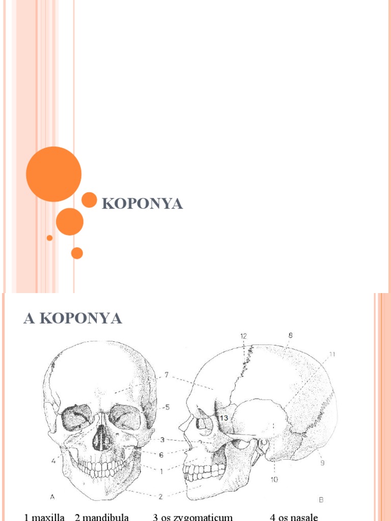 KOPONYA | PDF