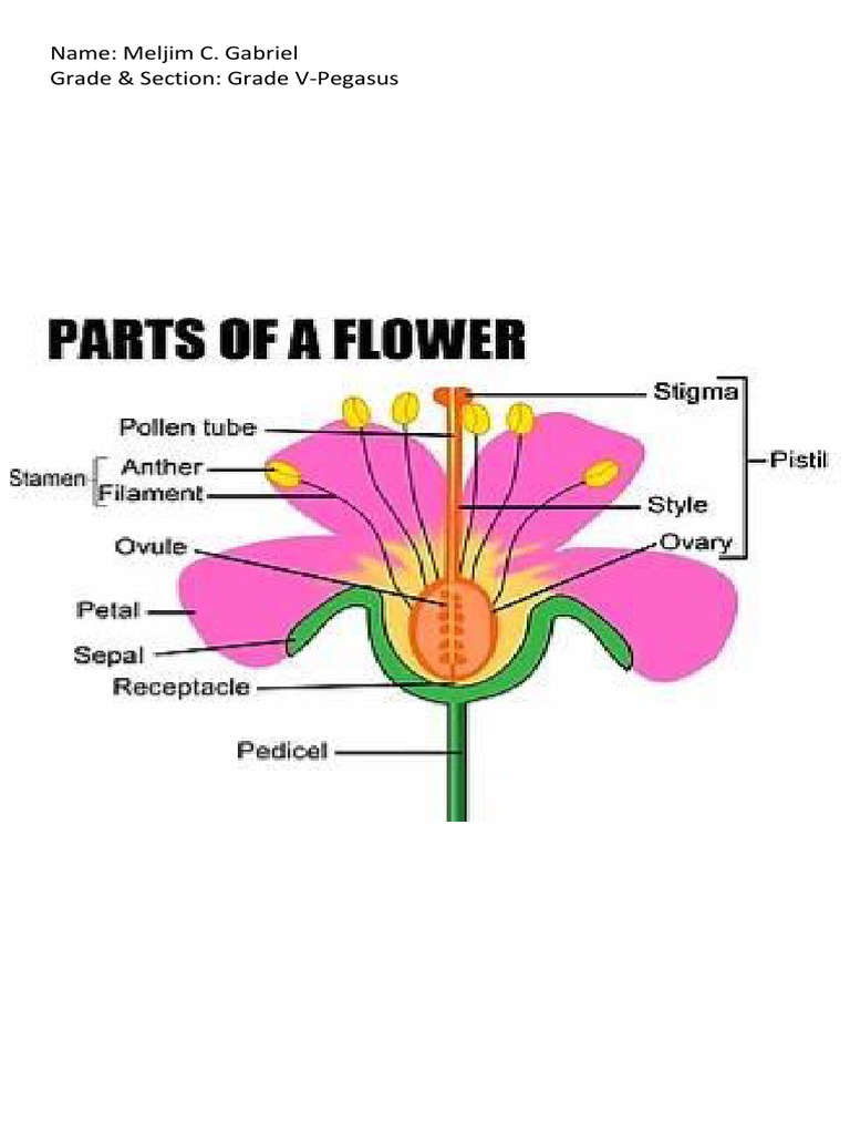 Meljim Parts of A Flower | PDF
