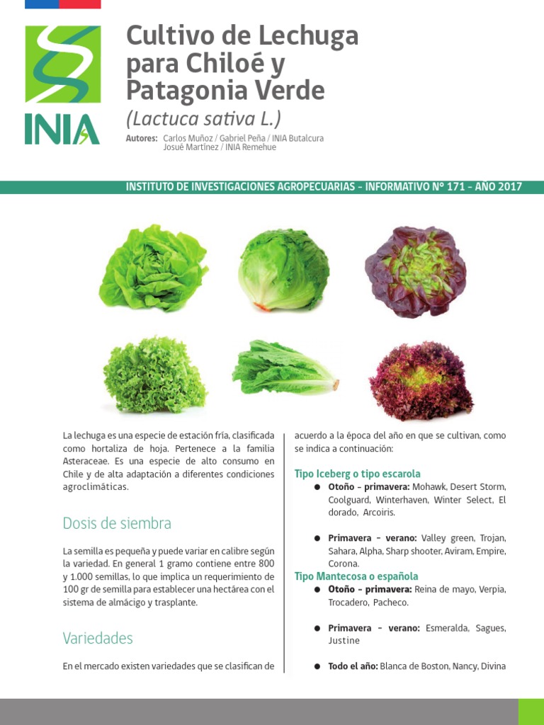 Lechugas | PDF | Lechuga | Riego