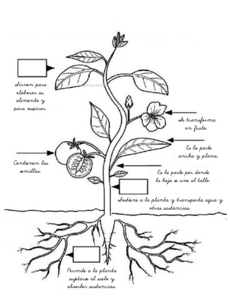 Partes de la planta y sus funciones | PDF | Ciencia y matemáticas