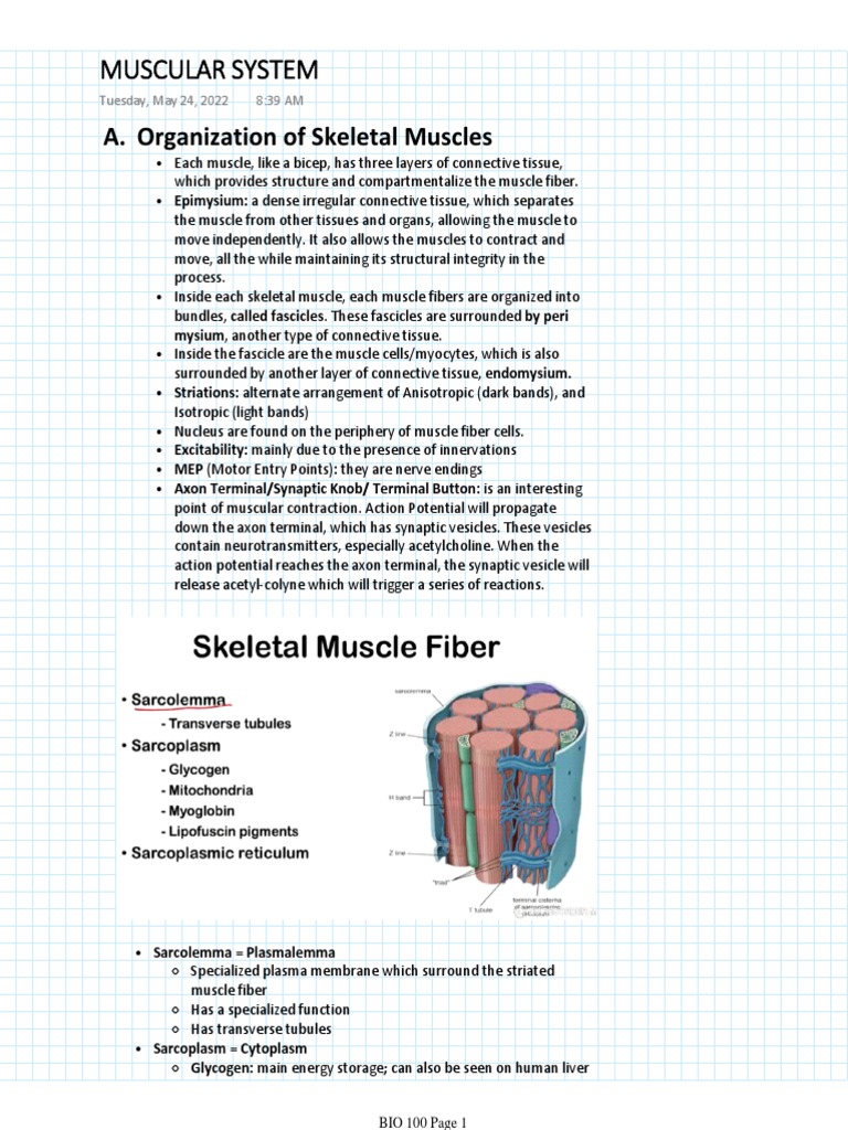 Muscular System | PDF