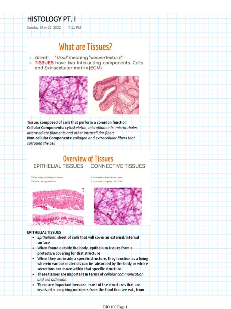 Histology Pt. I Notes | PDF | Epithelium | Connective Tissue