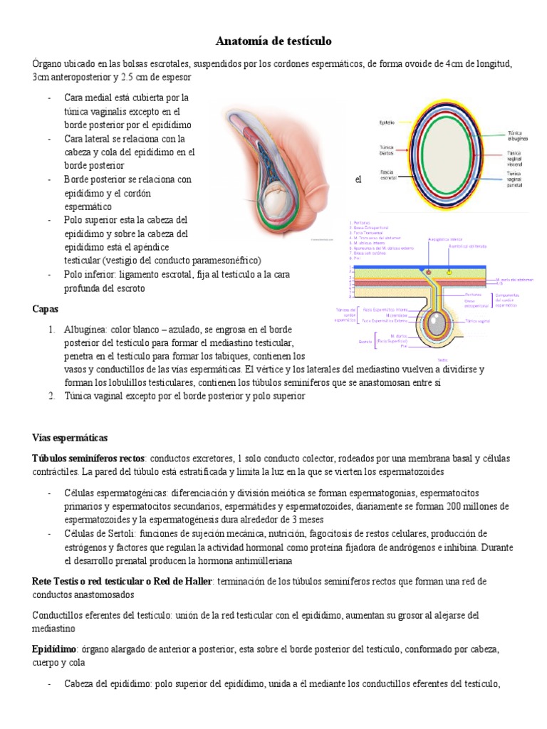 Anatomía y Fisiología Del Testículo | PDF | Testículo | Testosterona