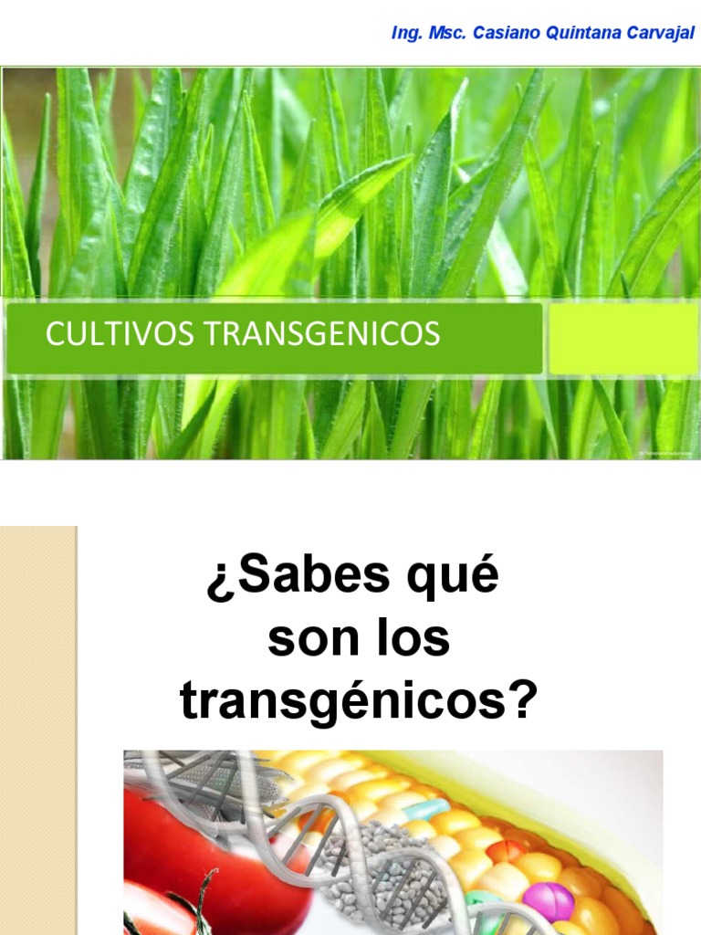 Organismos Transgenicos 2021-1 | PDF | Organismo genéticamente ...