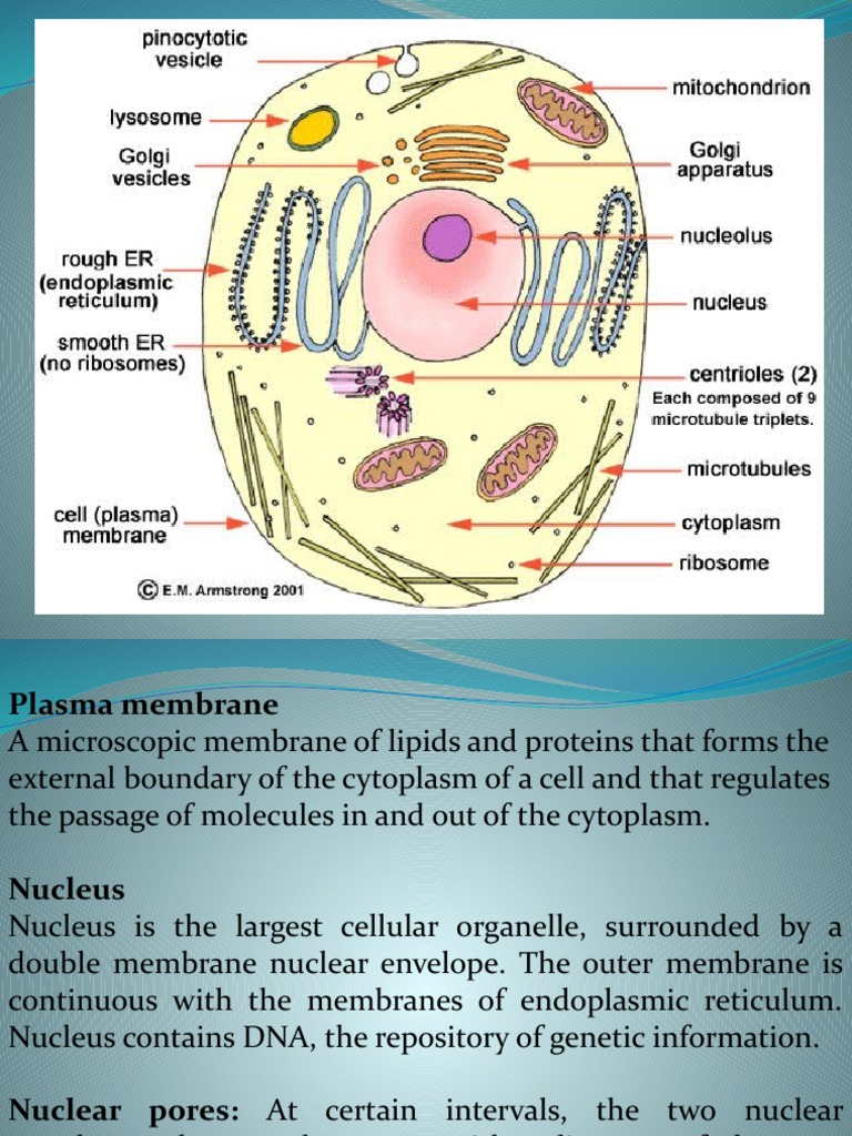 Cell | PDF | Cell Nucleus | Cell (Biology)