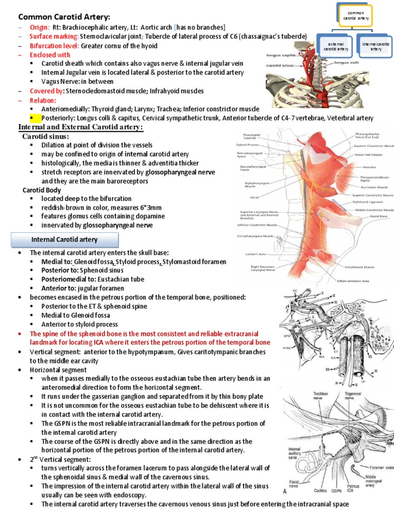 2 Head and Neck | PDF | Common Carotid Artery | Larynx