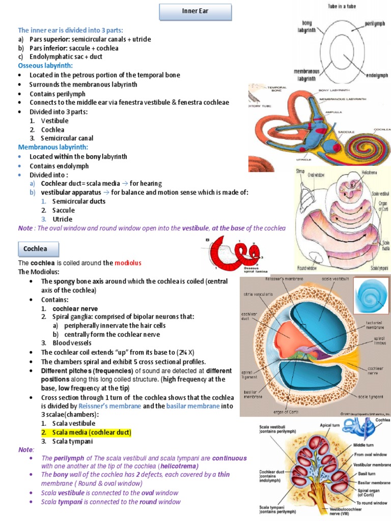 24 Inner Ear Anatomy, Emberyology, Drugs Ototoxicity (Done) | PDF ...