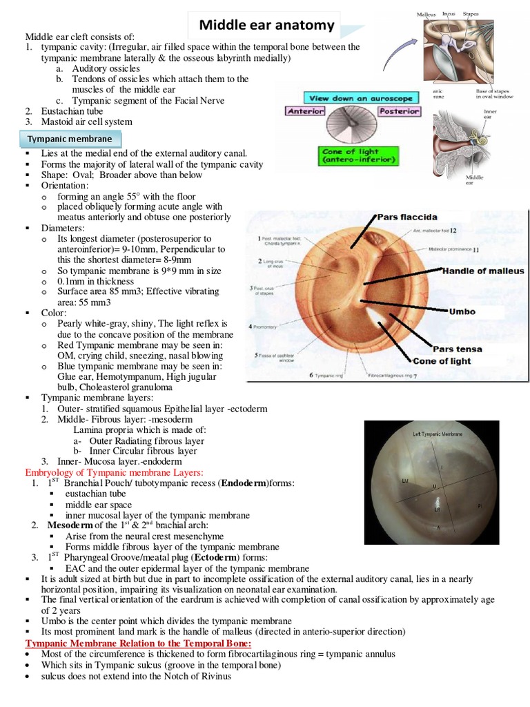 25 Middle Ear, Ossicles, Eustachian Tube (Done) | PDF | Ear | Human Anatomy