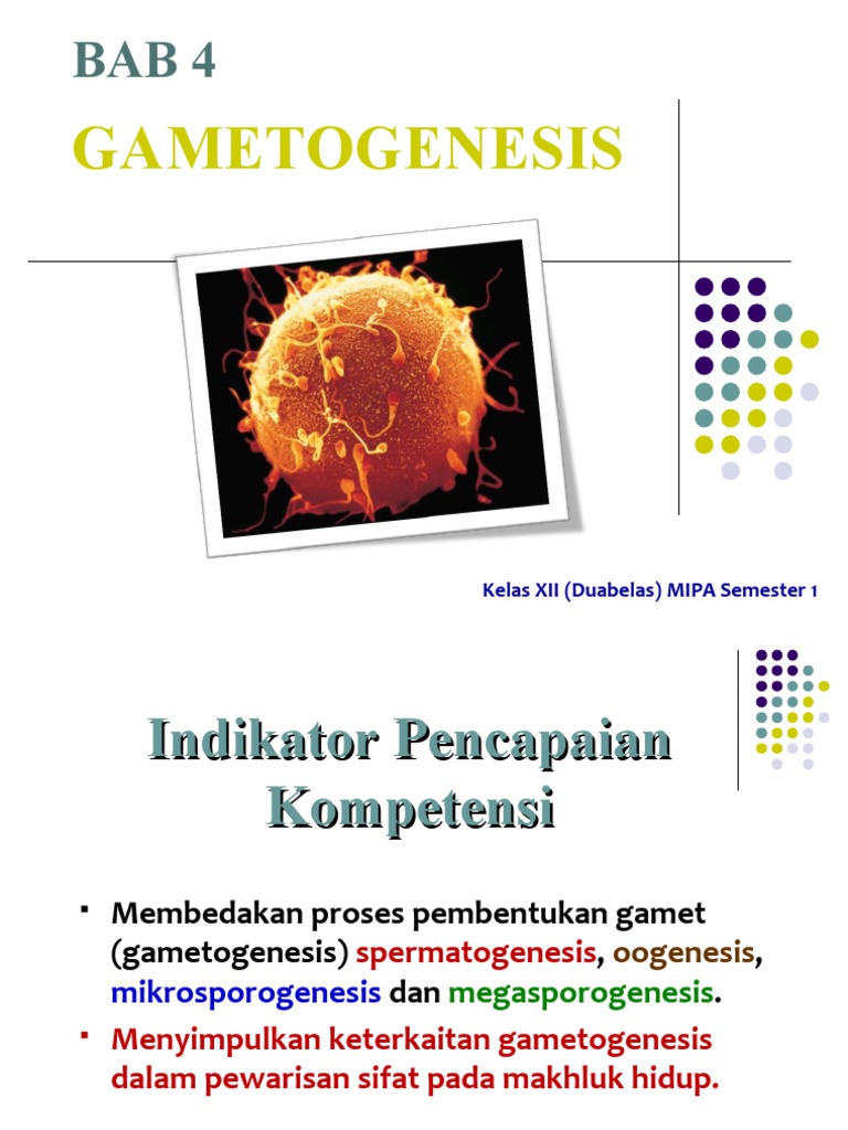 Bab 4 Gametogenesis & Variasi Genetik | PDF