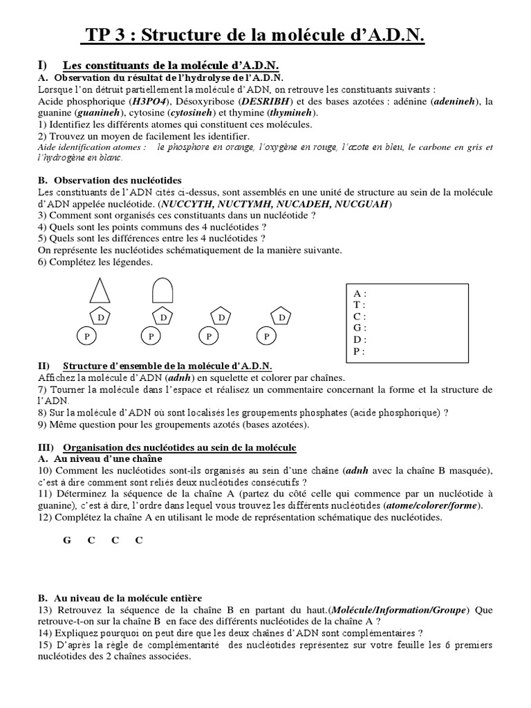 TP3 ADN - Doc - Copie | PDF