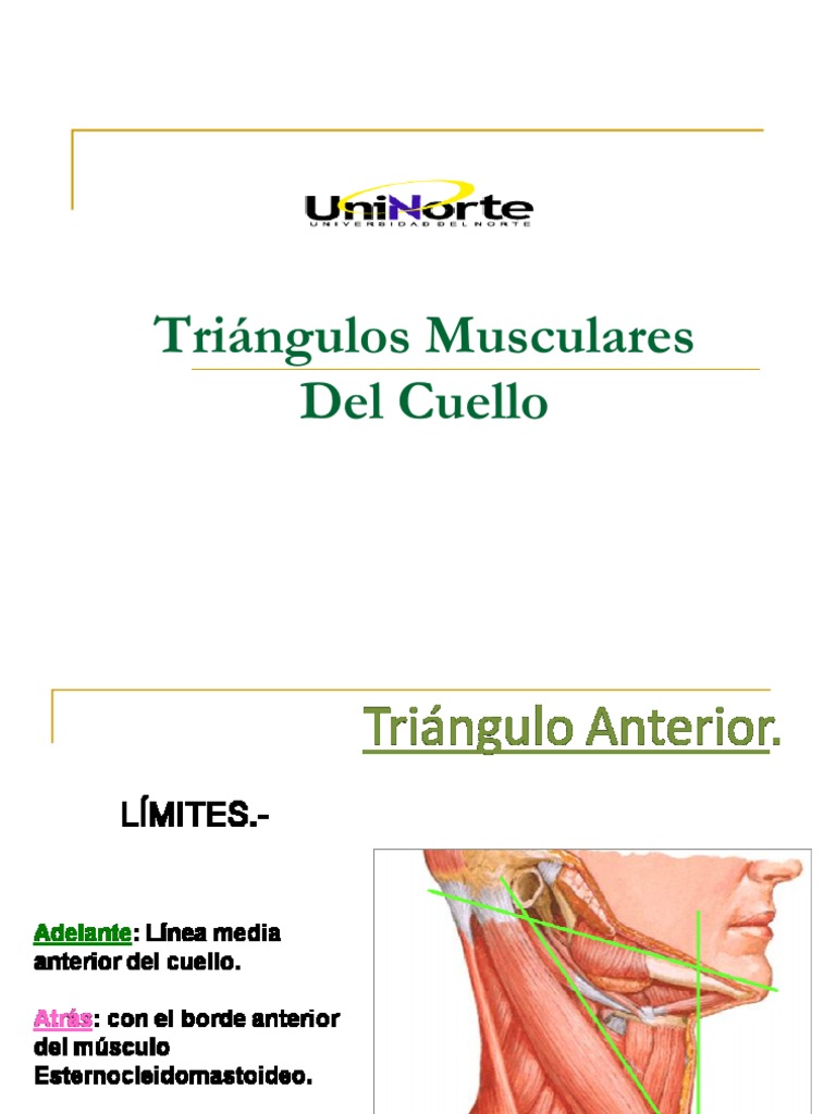 Triángulos Musculares Del Cuello | PDF