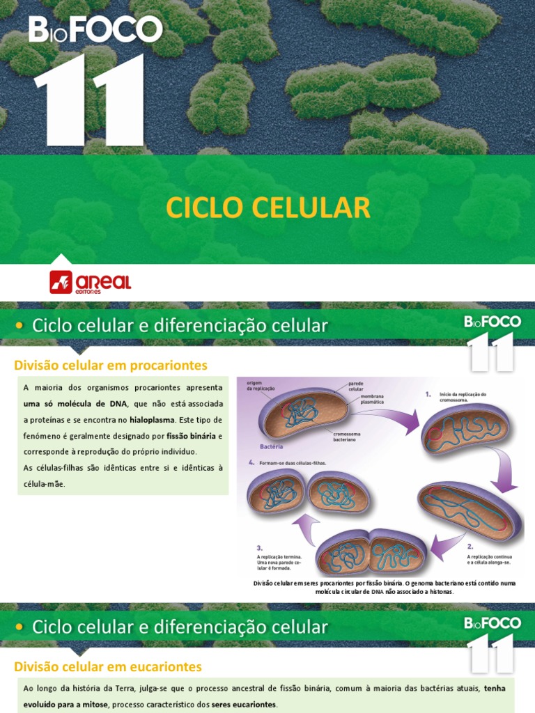 Divisão Celular em Procariontes e Eucariontes | PDF | Mitose | Célula ...