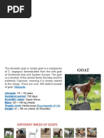 Indigenous Veld Goat Breeds in SA | PDF | Goat