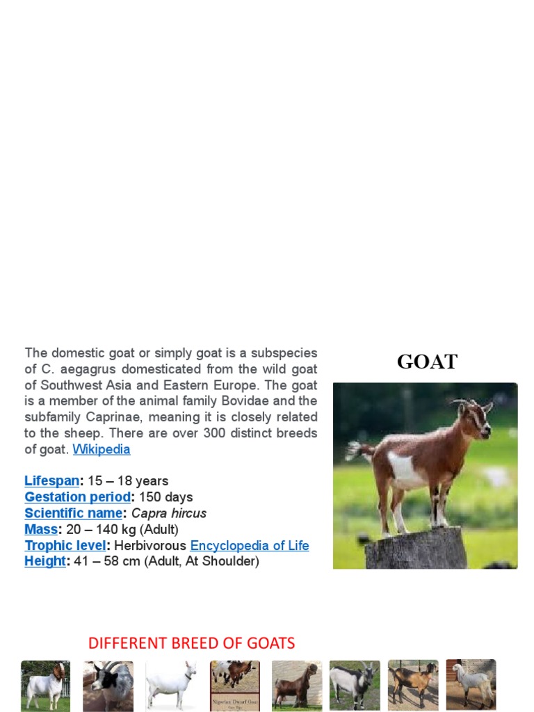 Goat | PDF