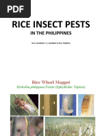 Rice Insect Pest & Their Management | PDF | Biological Pest Control | Rice
