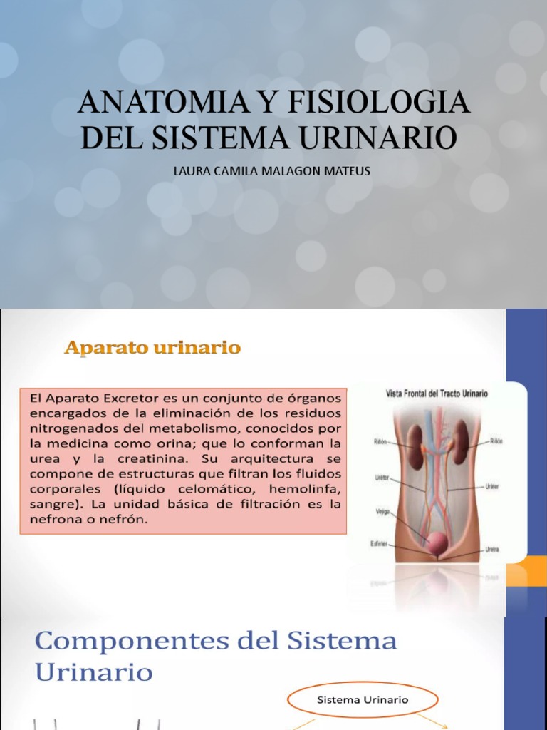Anatomia y Fisiologia Del Sistema Urinario | PDF