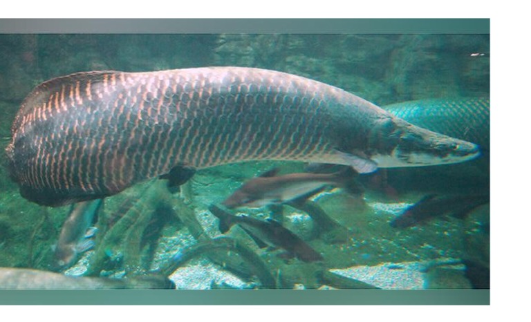 Arapaima | PDF