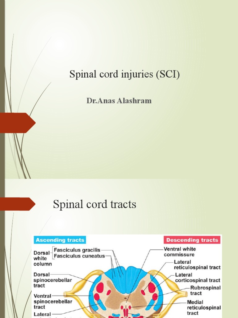 Understanding Spinal Cord Injuries: A Comprehensive Review of Spinal Cord Anatomy, Pathways ...