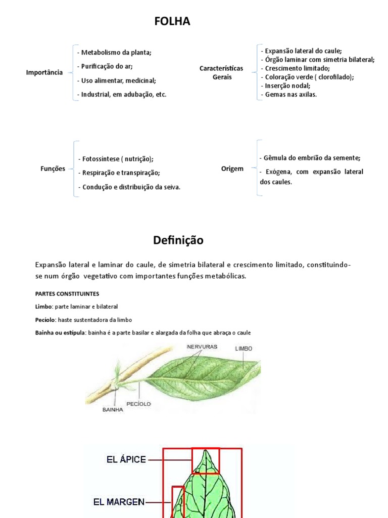 Folha Caule Raiz | PDF | Raiz | Folha