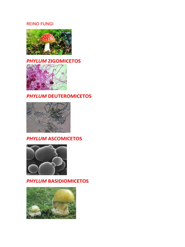 Clasificación de Reinos y Phylums Biológicos | PDF | Hogar, jardinería ...