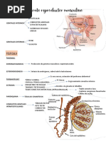 Epidídimo Anatomía e Histología Kenhub | PDF | Testículo | Anatomía