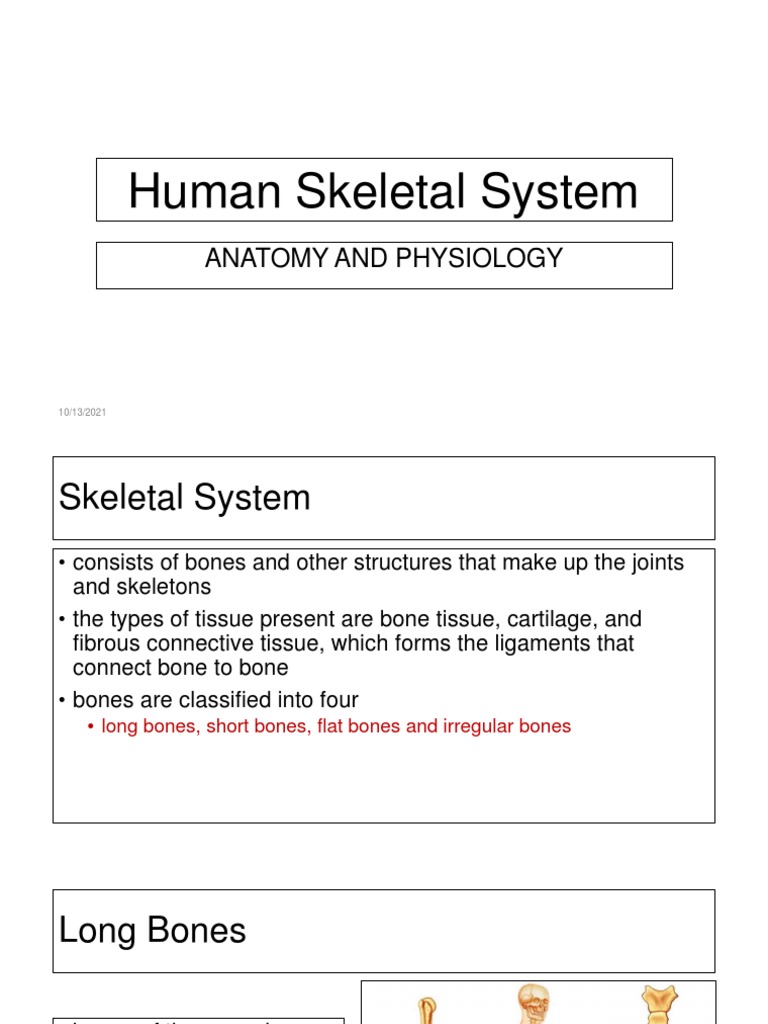 Human Skeletal System PPT | Download Free PDF | Vertebral Column | Skull