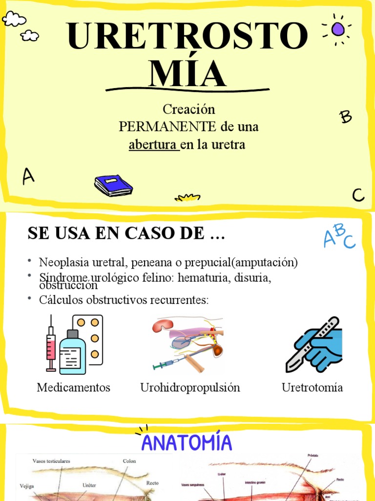 Uretrostomía | PDF | Vejiga urinaria | Pelvis