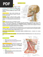 Musculos de La Nuca | PDF | Anatomía humana | Sistema musculoesquelético