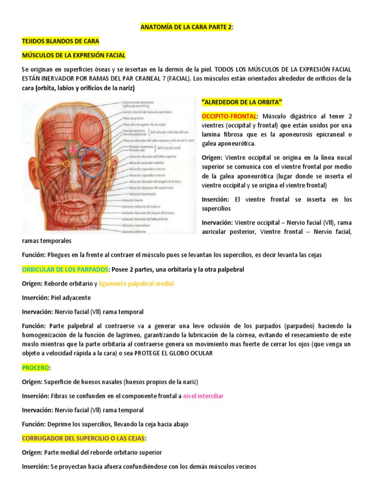 Anatomía de La Cara Parte 2 | PDF | Articulación | Anatomía humana