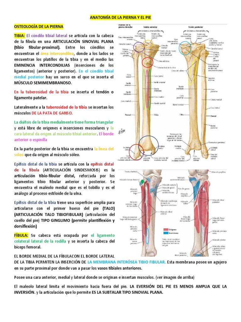 Anatomía de la Pierna y el Pie | PDF | Pie | Extremidades (anatomía)