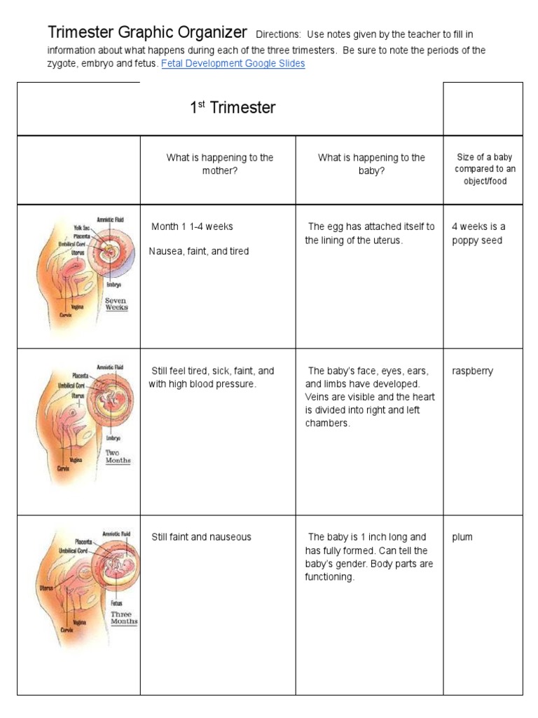 3.02 Trimester Graphic Organizer | PDF | Pregnancy | Fetus
