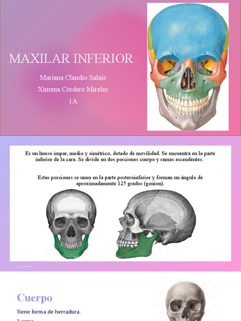 Maxilar Inferior Anatomía | PDF | Cabeza y cuello humanos | Sistema ...