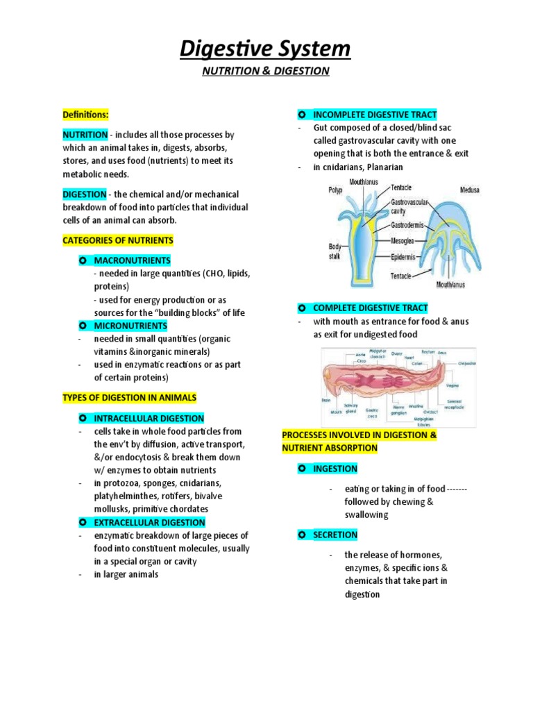 Understanding the Mammalian Digestive System: A Comprehensive Look at ...