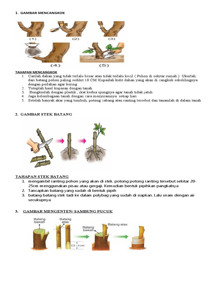 Tugas Ipa Mencangkok | PDF