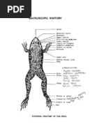 Lab Report - Frog Dissection | PDF | Frog | Anatomy