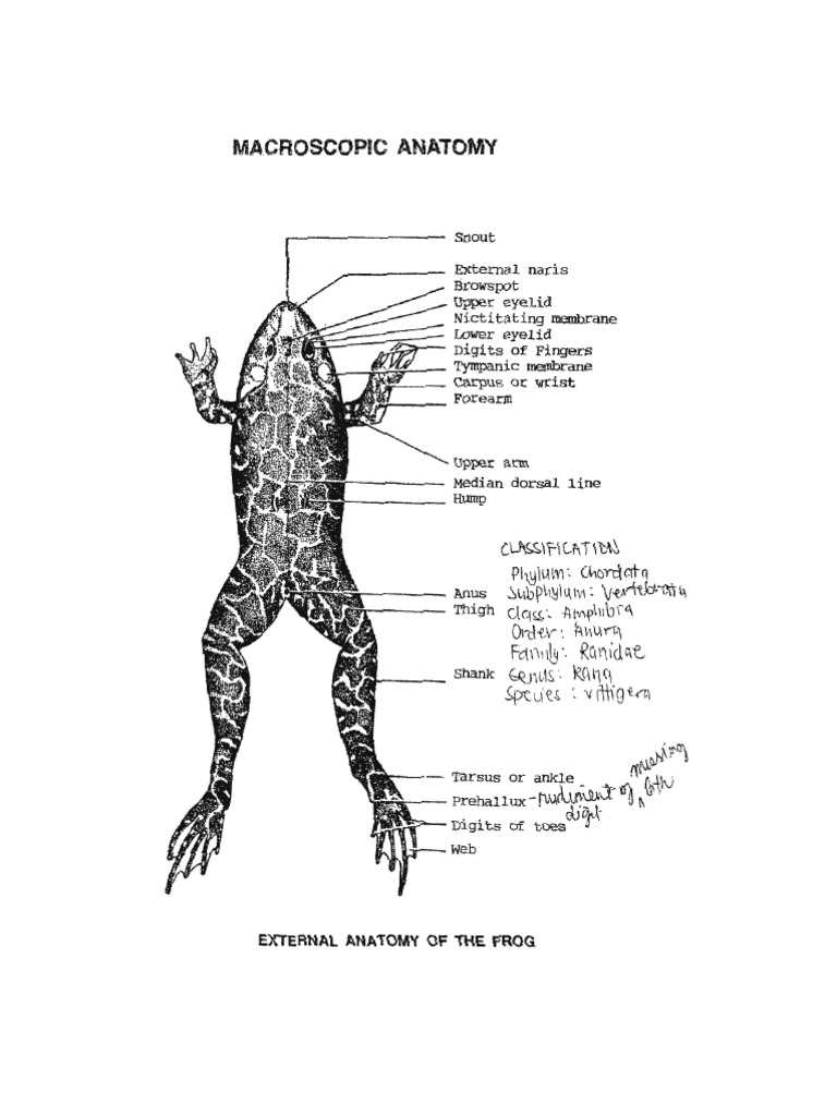 Frog Atlas | PDF | Vertebra | Vertebral Column