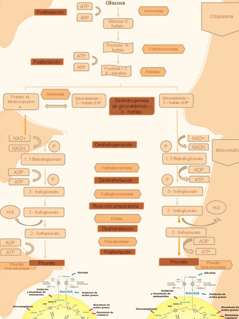Mapa de Las Fases de La Respiracion Celular | PDF | Trifosfato de adenosina | Respiración celular