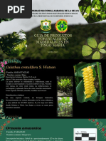 Plantas Medicinales de Tabasco | PDF | Albahaca | Hoja