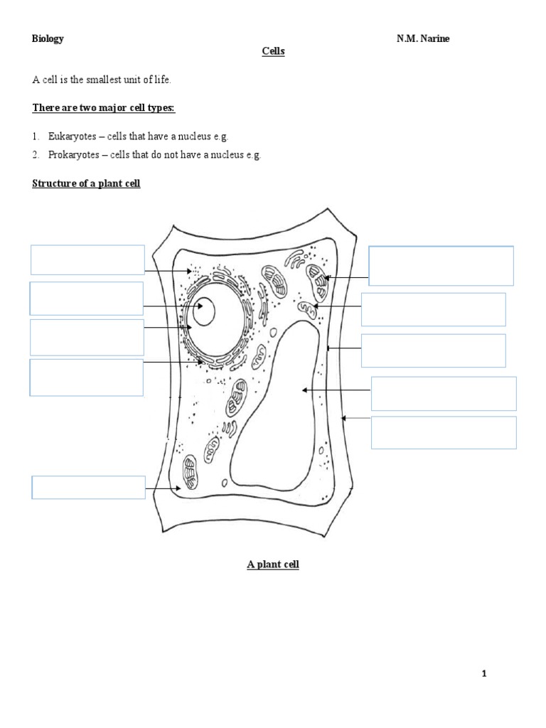 Understanding Cells: Types & Functions | PDF | Cell (Biology) | Osmosis