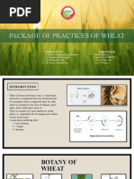 Flower Biology of Wheat 1 | PDF
