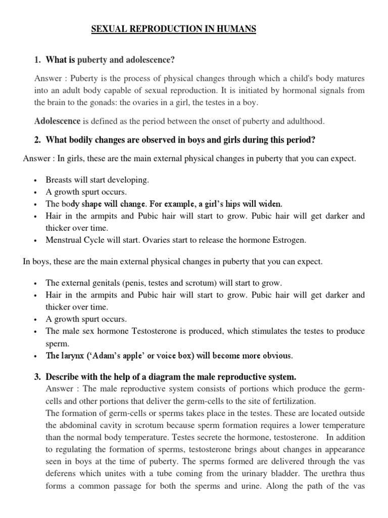 Sexual Reproduction in Humans CLASS 10 | PDF | Puberty | Uterus