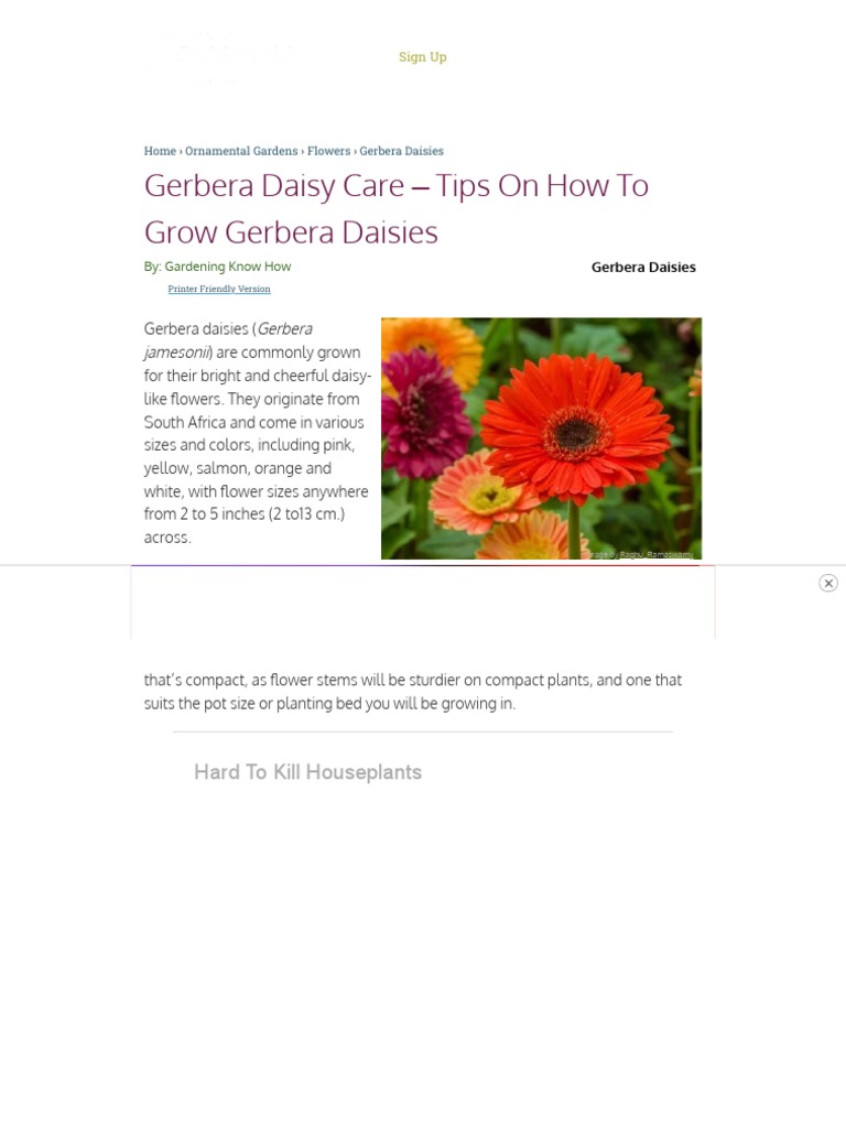 Gerbera Daisy Planting Guide_ Growing Gerbera Daisy Flowers | PDF | Flowers | Plants
