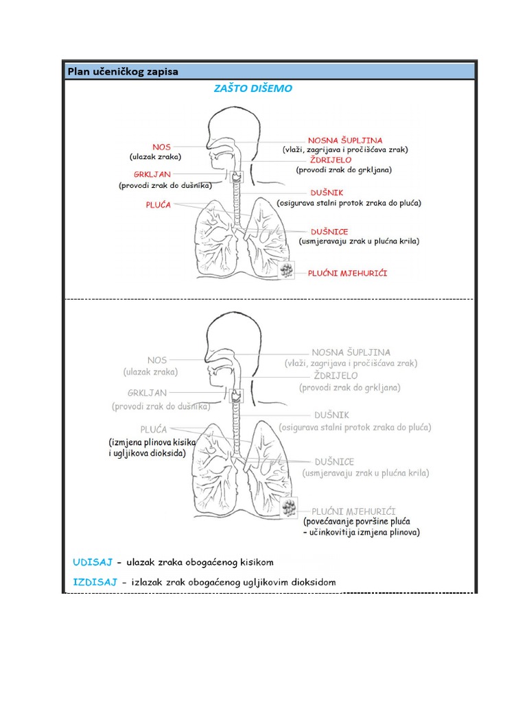 Disanje Test 3 | PDF