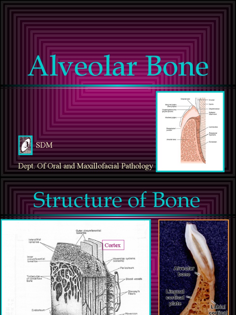 Alveolar Bone Histology | PDF | Bone | Anatomy