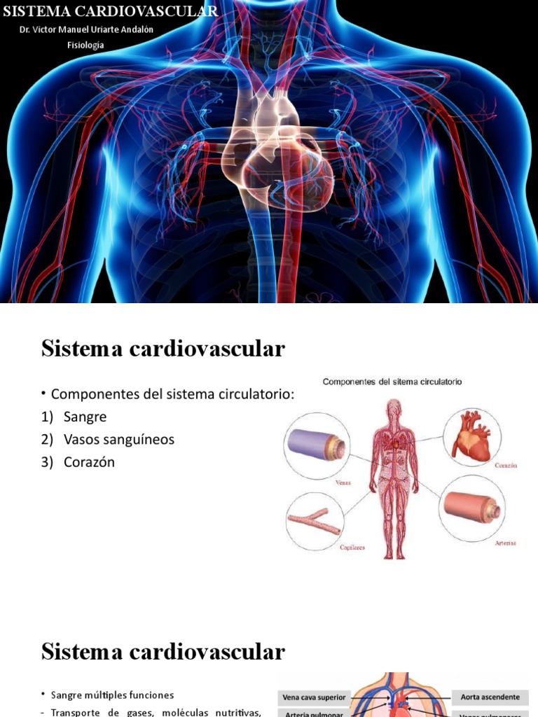 Funciones del Sistema Cardiovascular | PDF